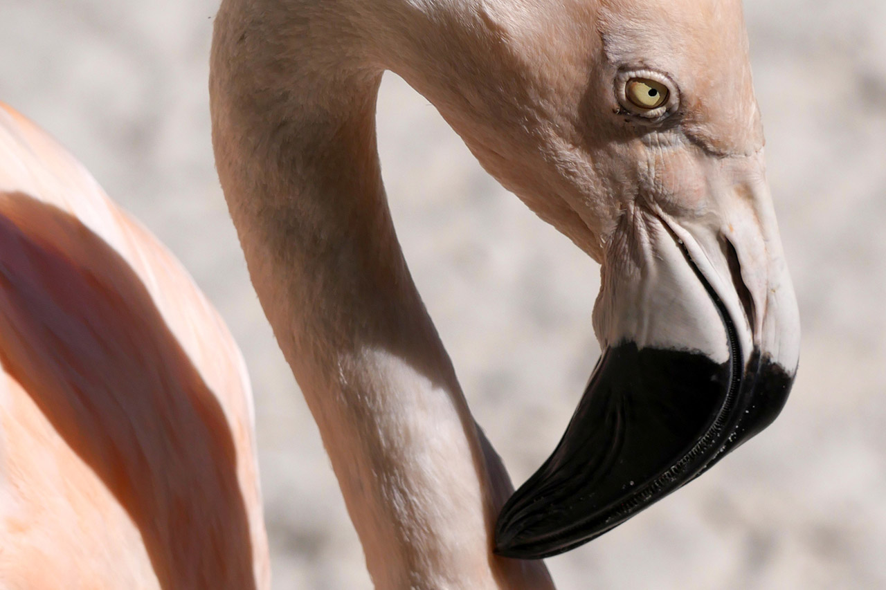 2022 January Bird - St. PetersBird