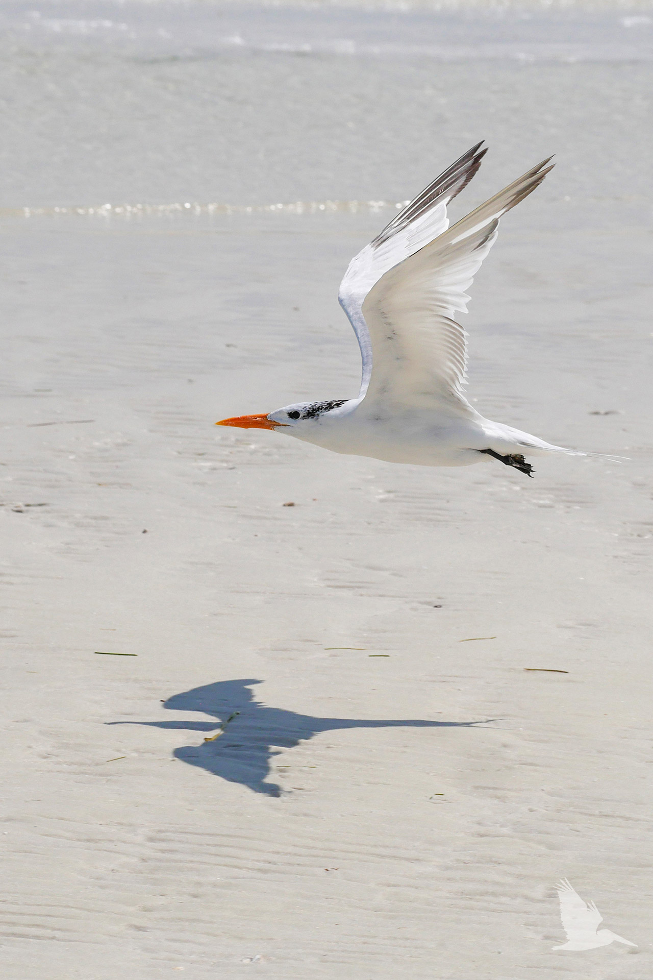 2022 August Bird - St. PetersBird