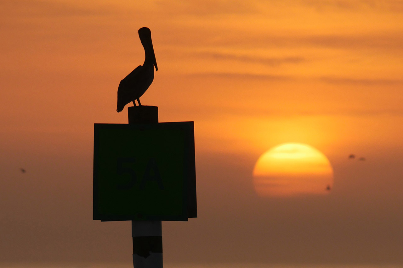 2022 December Bird - St. PetersBird